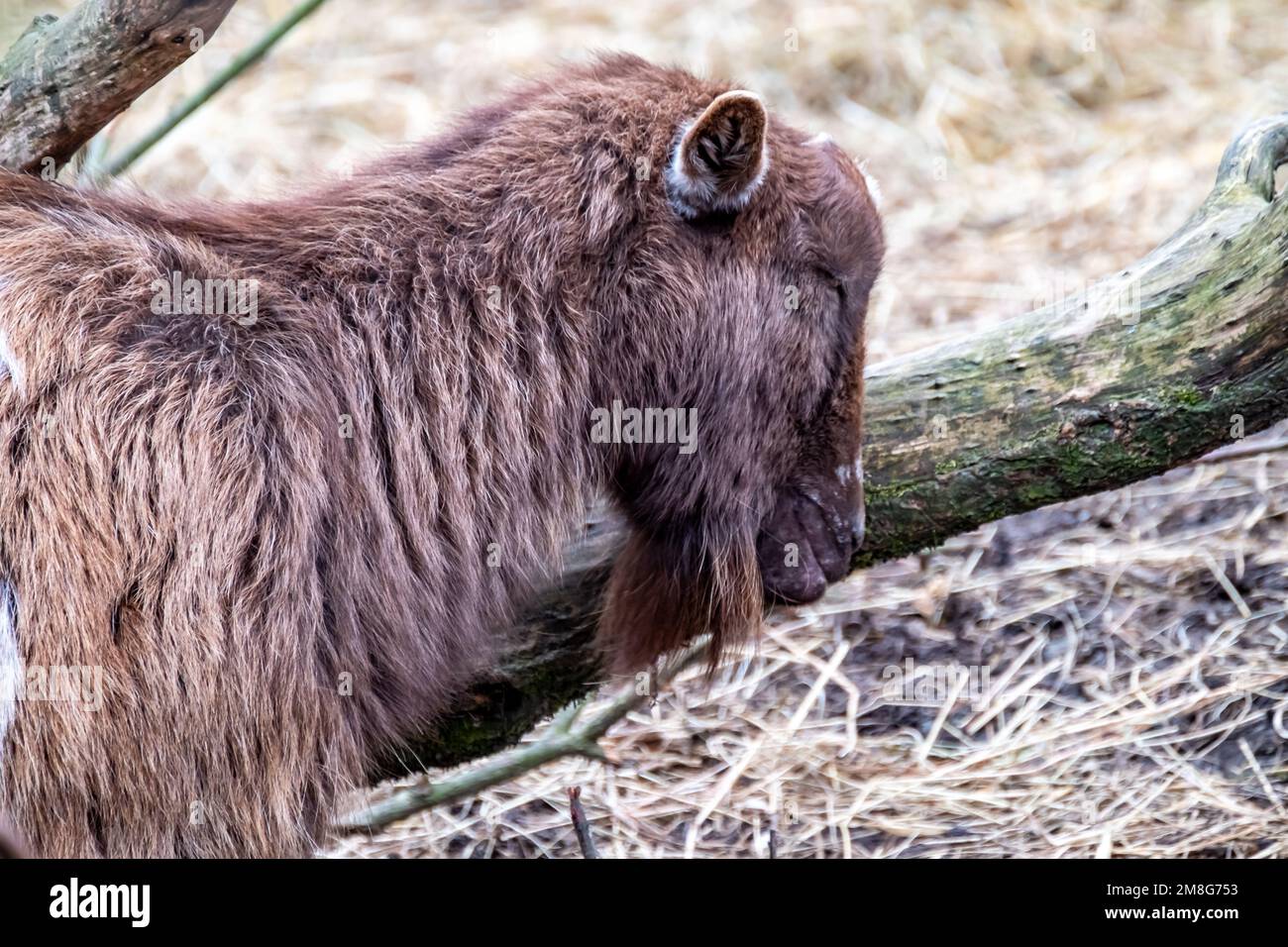 Irish goat having a good rub in County Donegal - Ireland Stock Photo ...