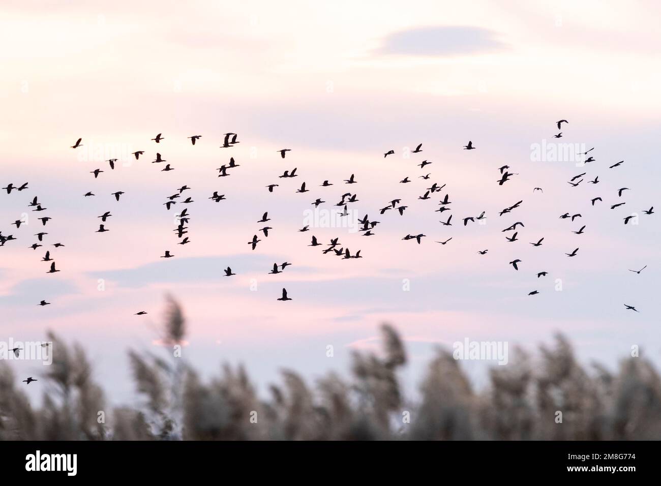 Pygmy Cormorant (Microcarbo pygmaeus) flock at the Bulgarian coast ...