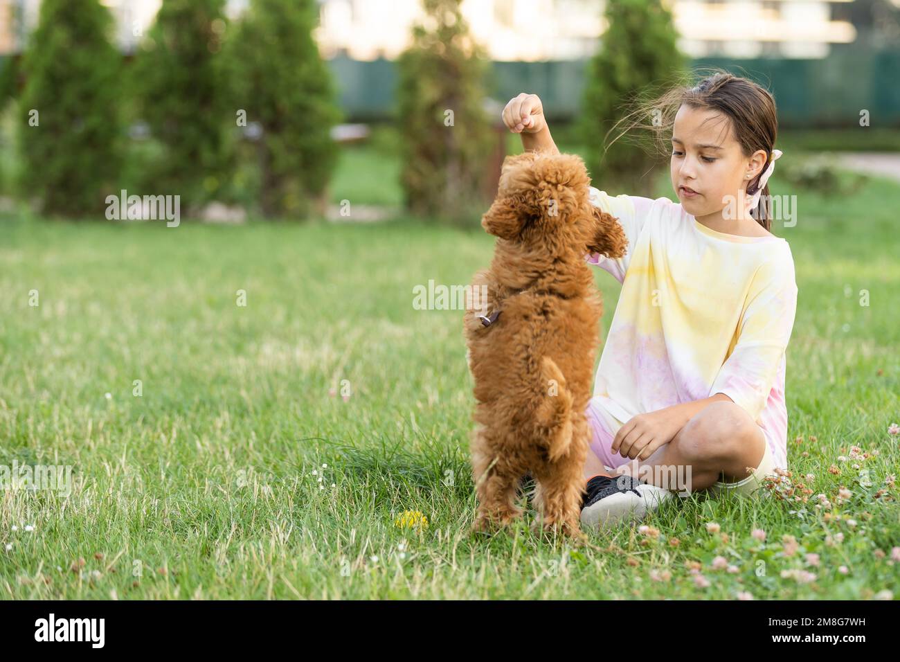 Little girl with a maltese puppy, outdoor summer Stock Photo - Alamy