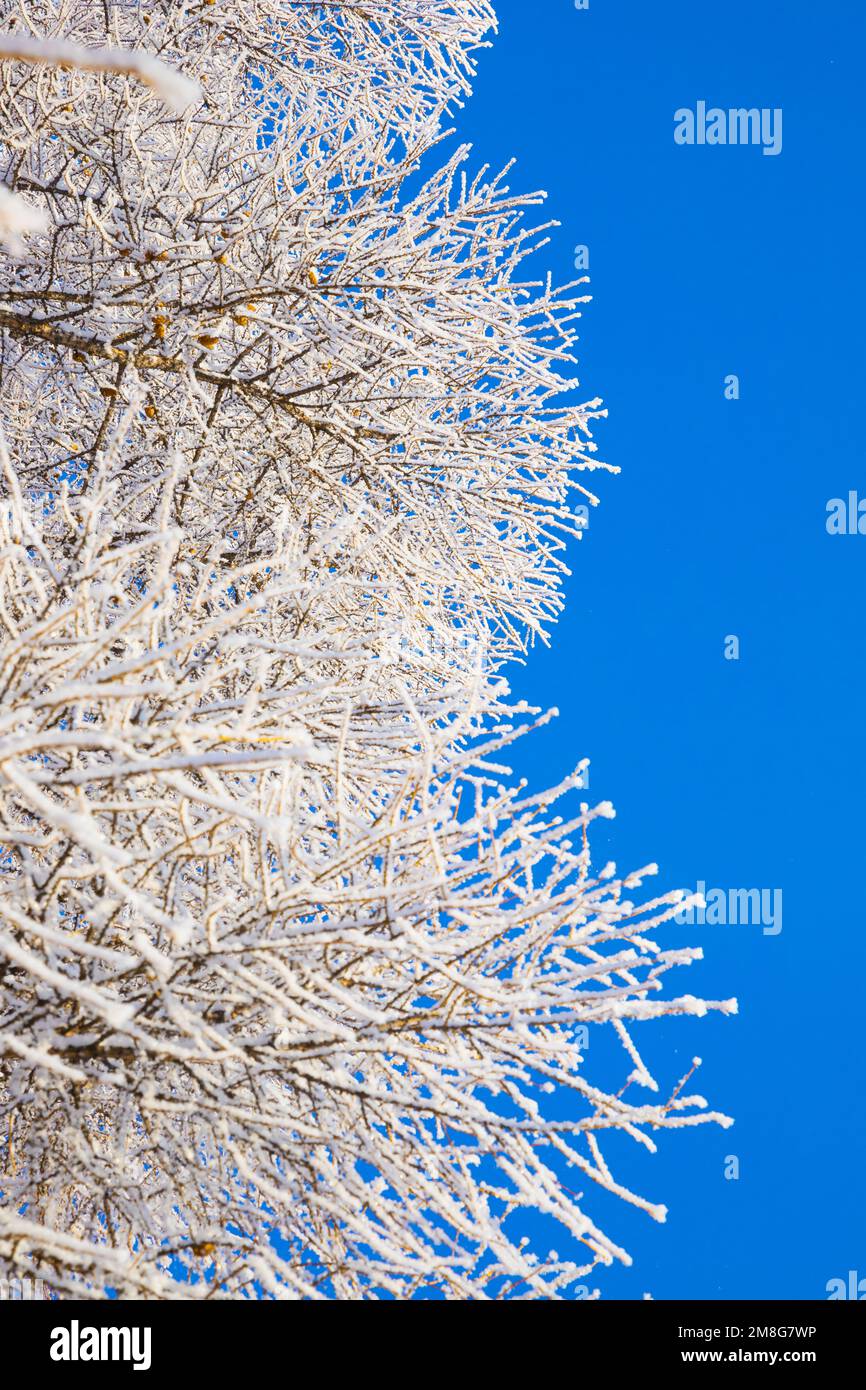 Snow tree branches or tree crown on blue sky. Winter frosty sunny day texture background. View ...