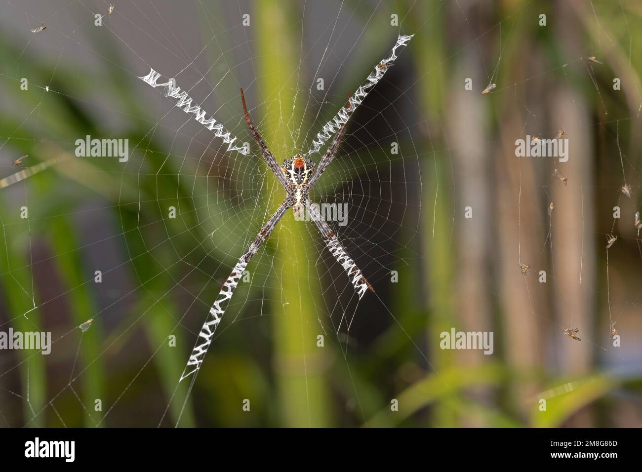 Macro photography of spider on the web with prey Stock Photo - Alamy