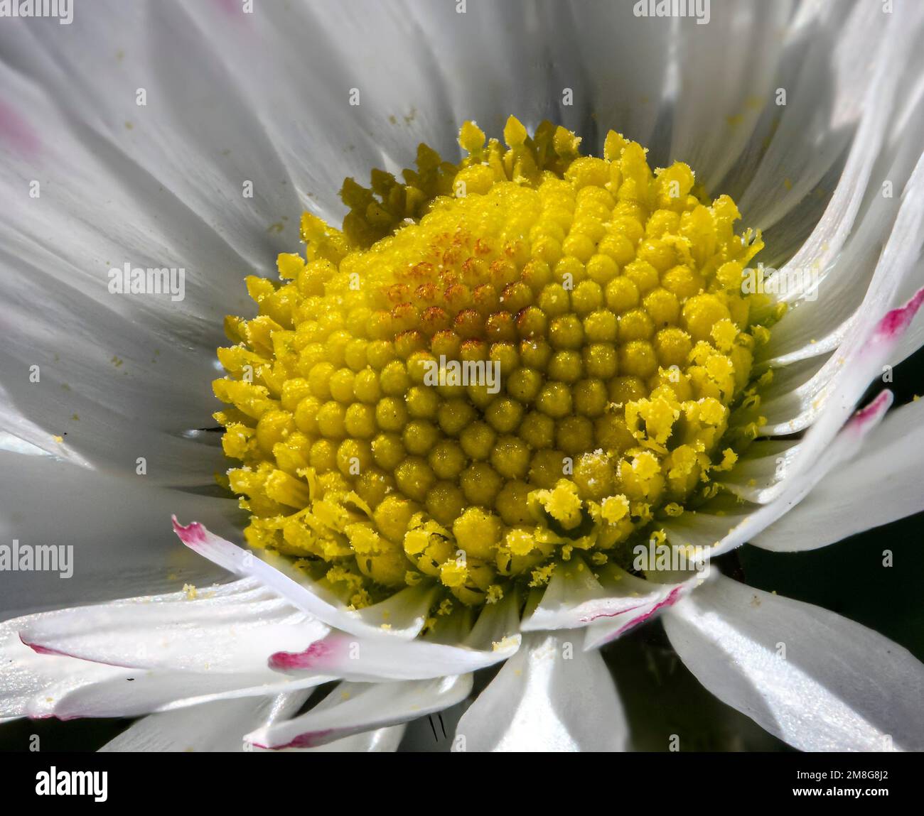 A macro of a daisy flower stamen at Basel Botanical Garden in ...