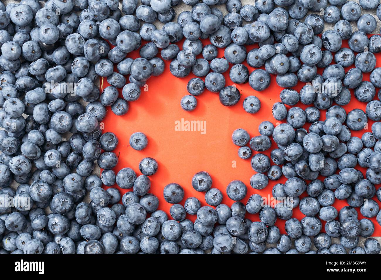 Large blueberries on a red background, close-up Stock Photo - Alamy