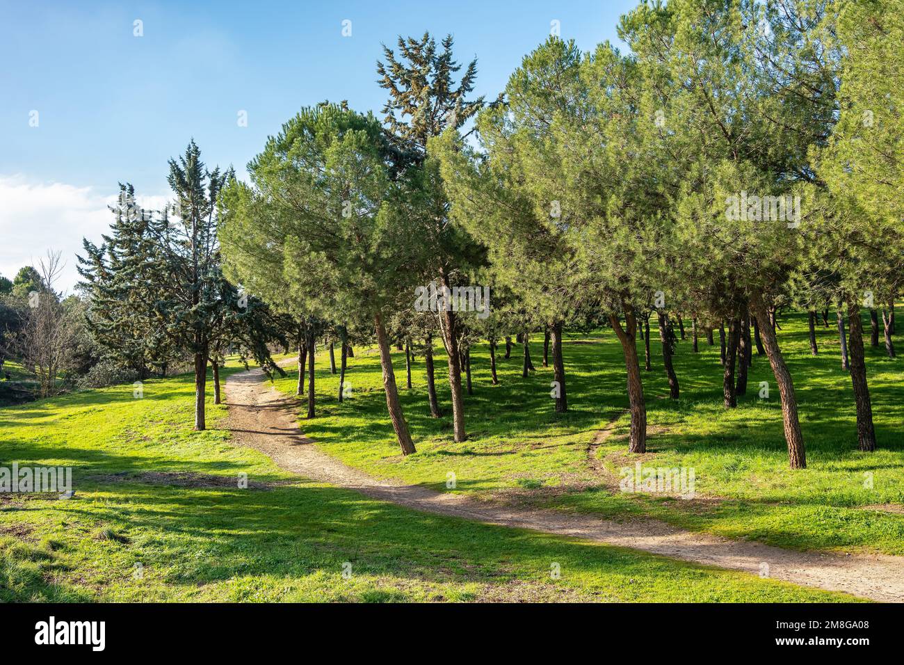 Mediterranean forest with pine trees on a field of grass and blue sky ...