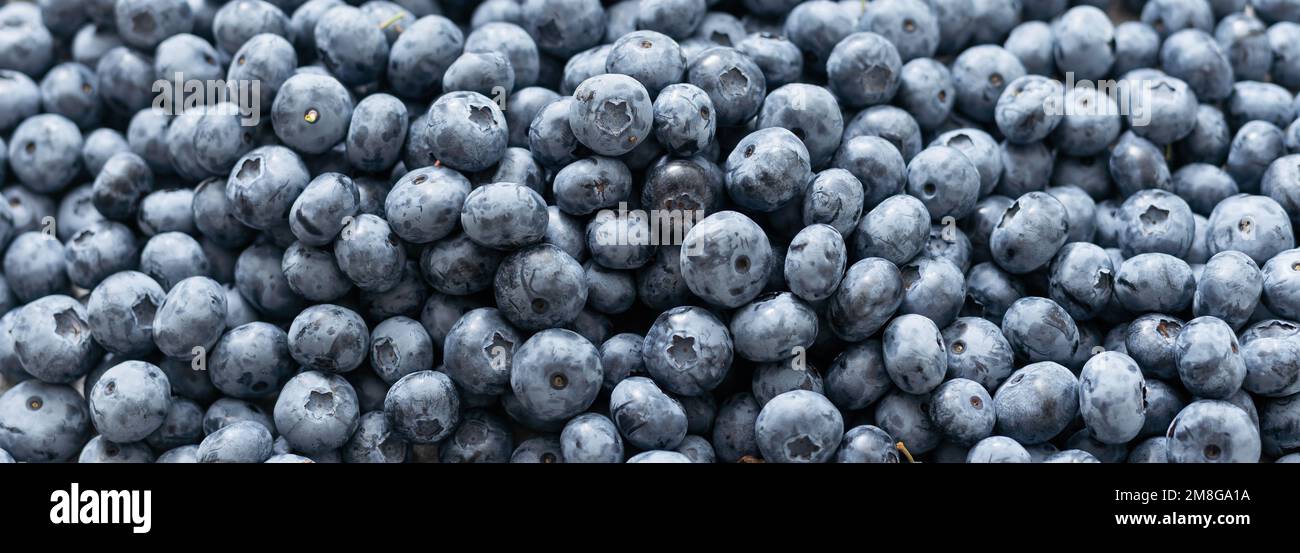 Fresh large blueberry. Close-up background Stock Photo - Alamy