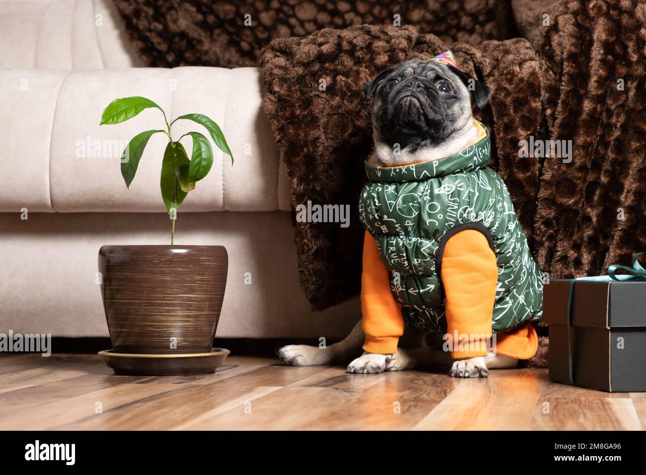 A little pug in a festive cap and costume sits near the gift, the pet ...