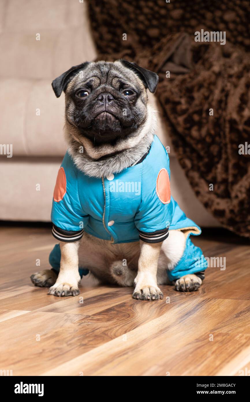 A funny one-year-old pug dressed in a blue suit sits at home near the sofa. Pet shop Stock Photo ...