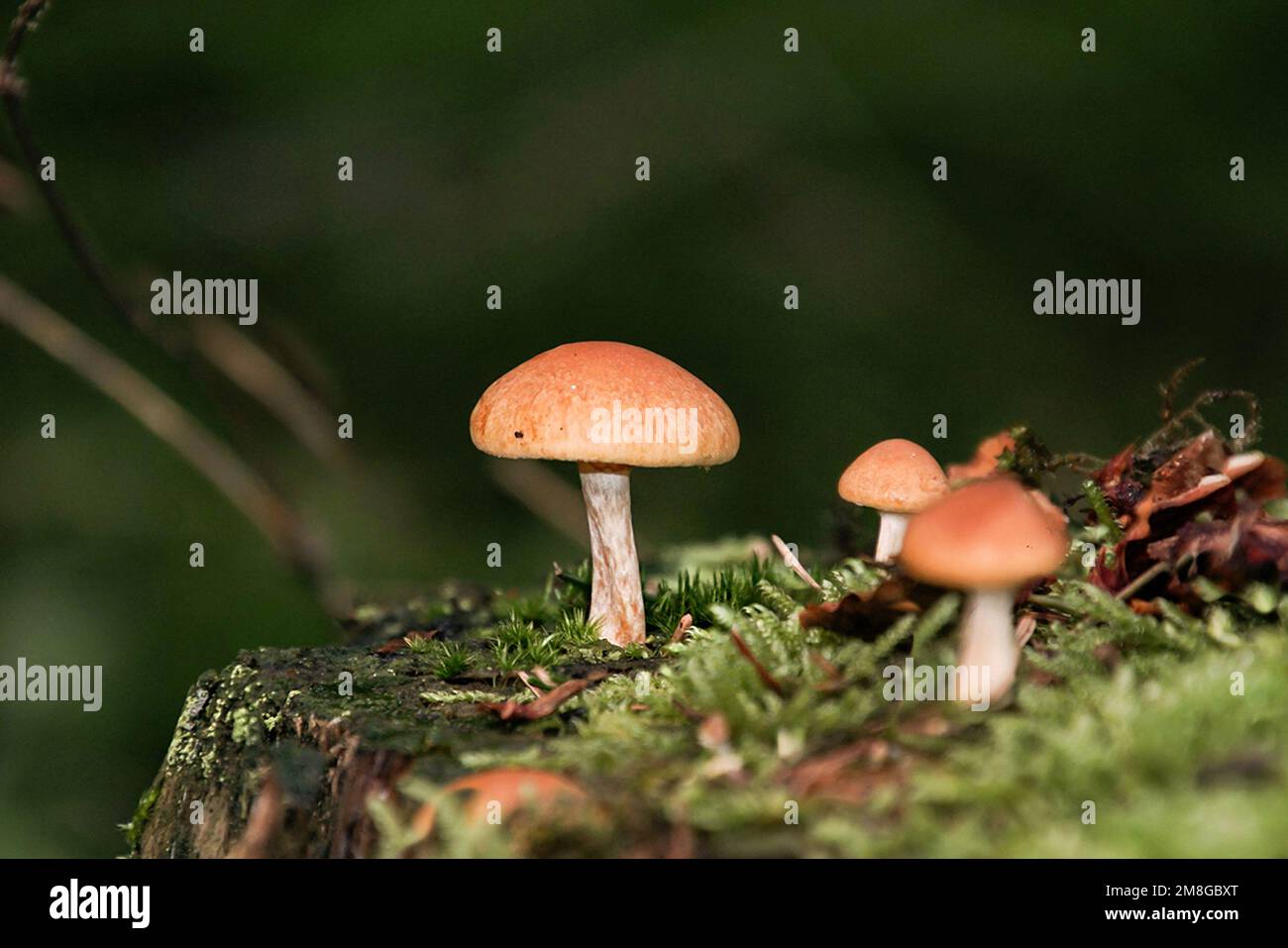 Einzelpilze, Waldpilze und Pilzgruppen Stock Photo - Alamy