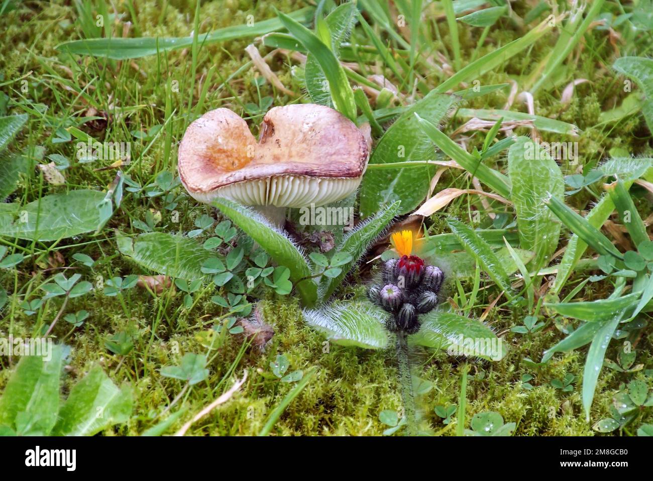Einzelpilze, Waldpilze und Pilzgruppen Stock Photo - Alamy