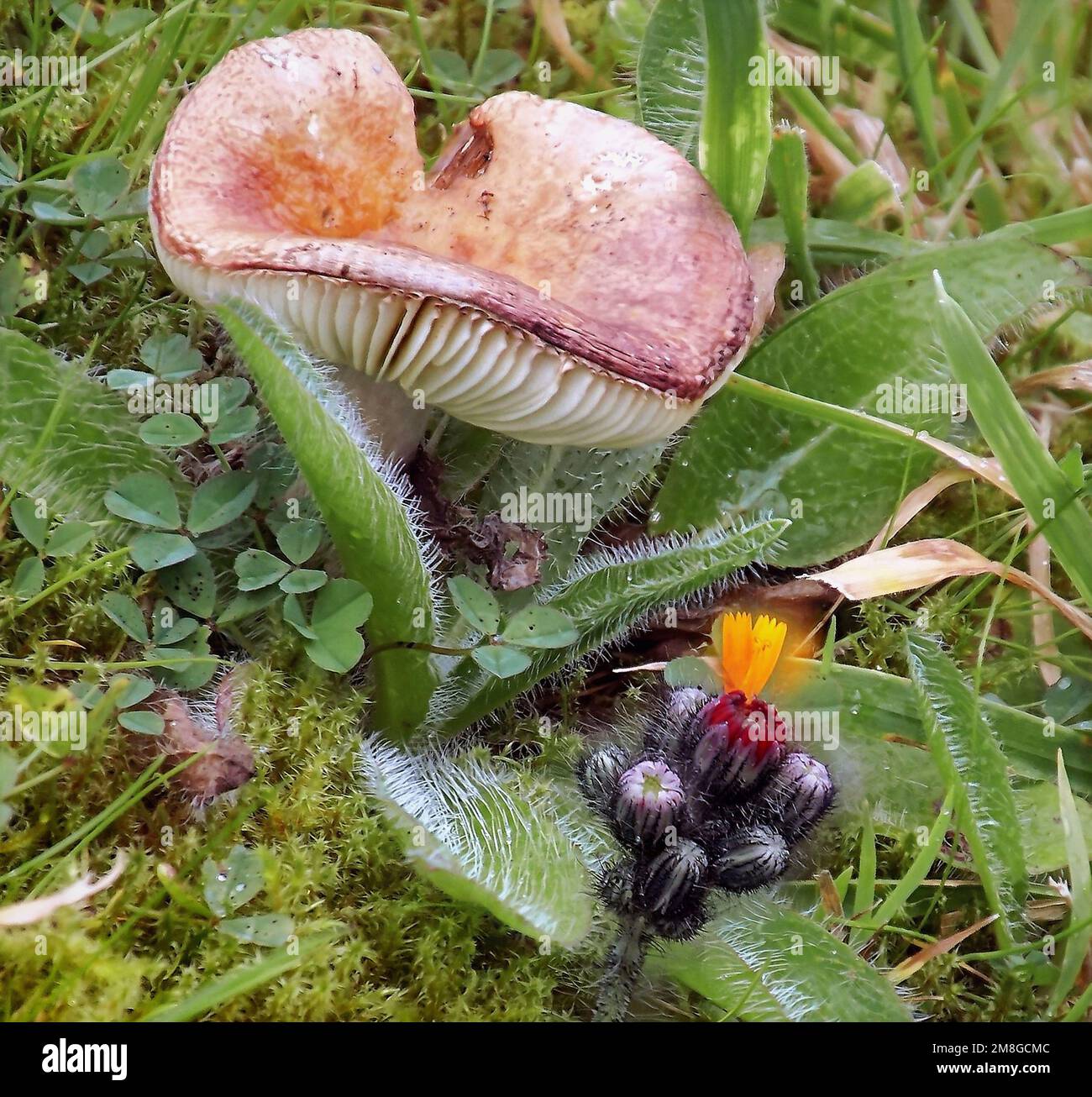 Einzelpilze, Waldpilze und Pilzgruppen Stock Photo - Alamy