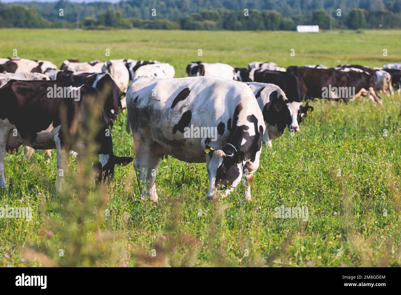 Herd of black and white cows calves pasturing and eating grass on a ...