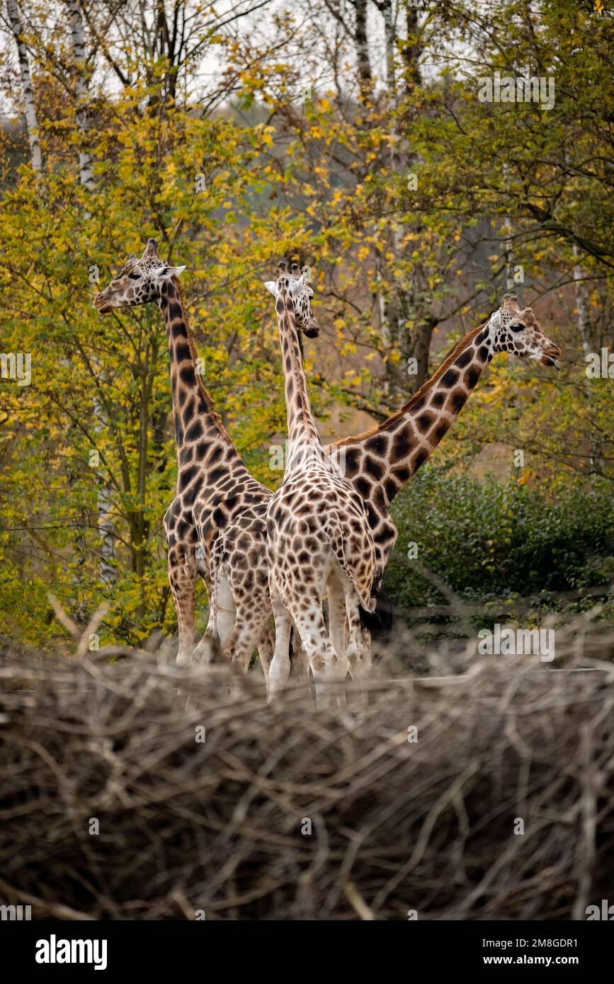 A vertical shot of the giraffes in the field Stock Photo - Alamy