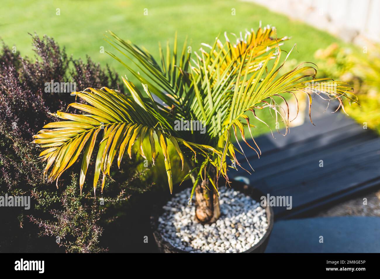 Majestic palm Ravenea rivularis frond under the sunlight with backyard ...