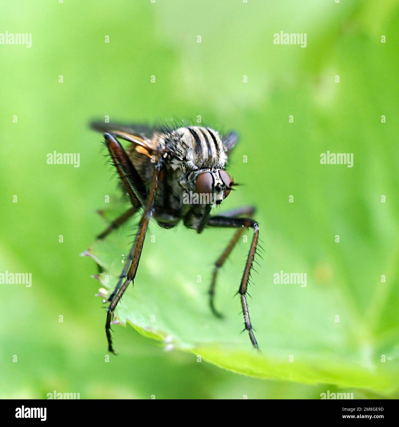 Hockerfliege hi-res stock photography and images - Alamy