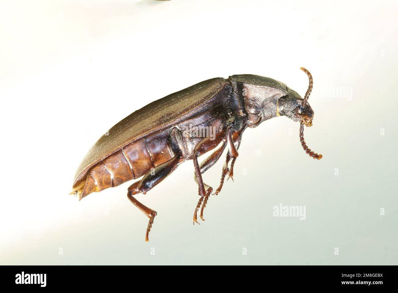 Breaketing hi-res stock photography and images - Alamy