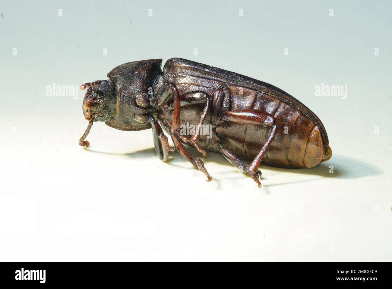 Breaketing hi-res stock photography and images - Alamy