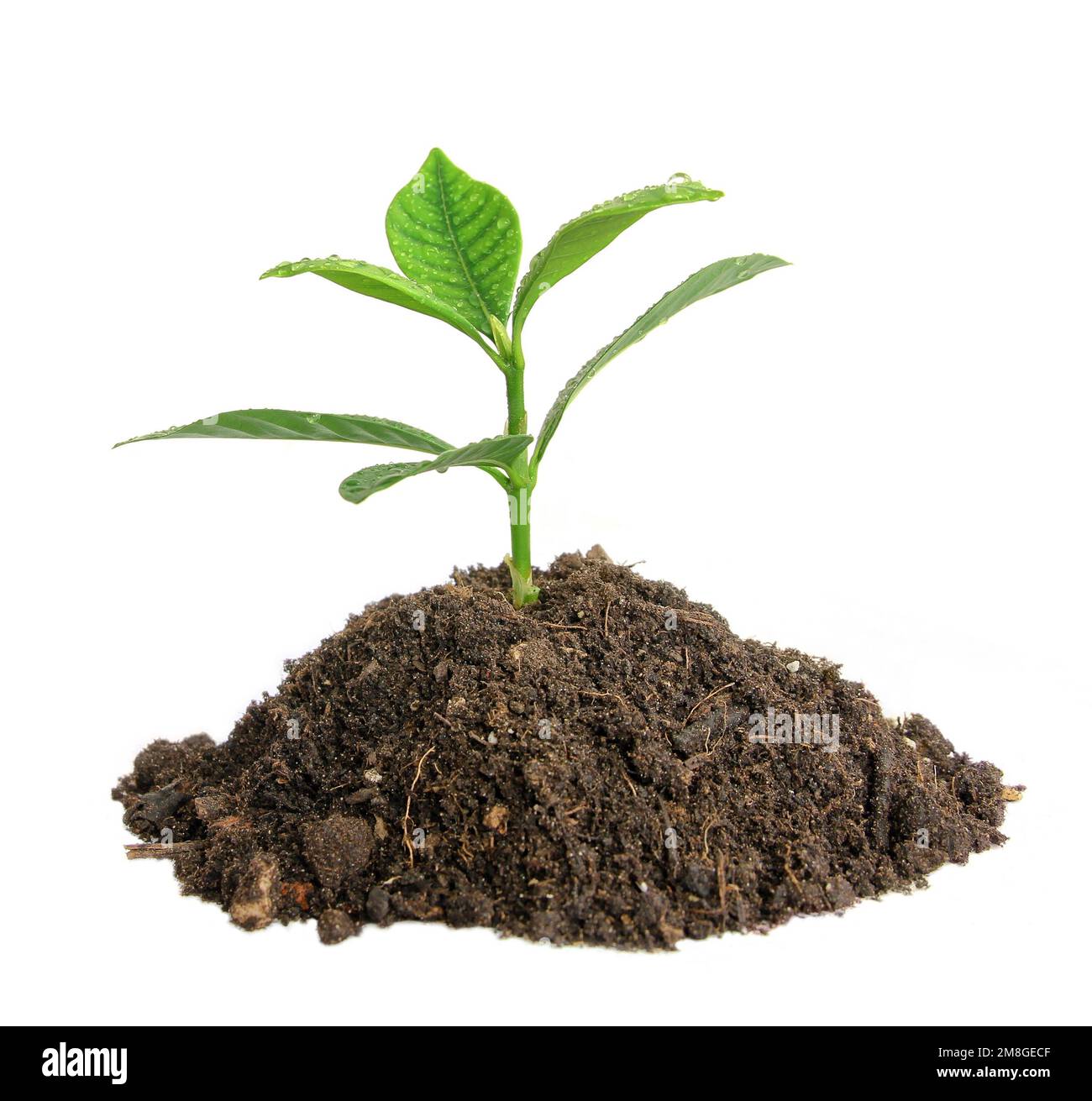 New bud leaf growing out of earth over white background Stock Photo - Alamy