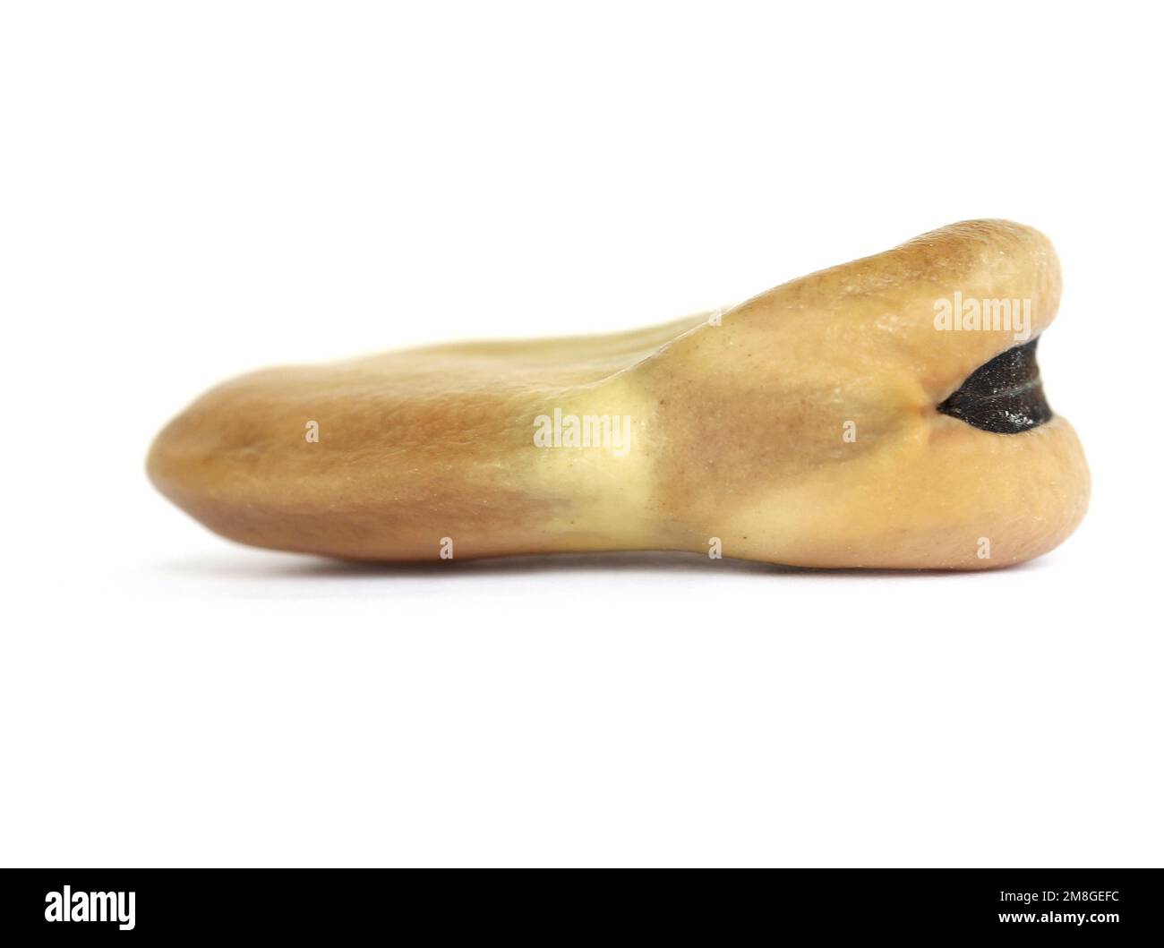 Horse bean hi-res stock photography and images - Alamy