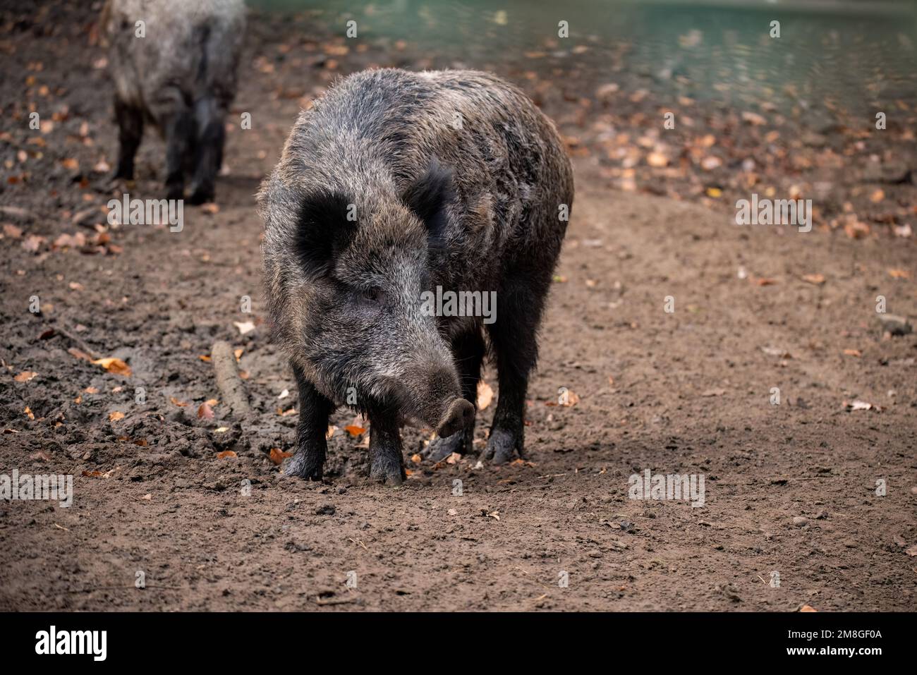 A Central European boar in the field Stock Photo - Alamy