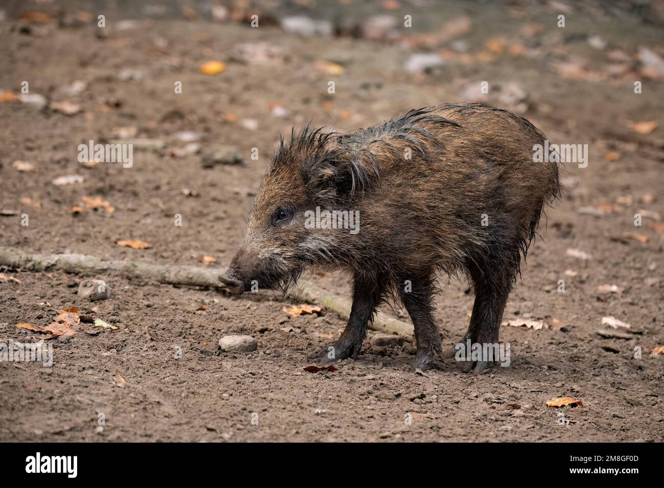 Central european boar hi-res stock photography and images - Alamy