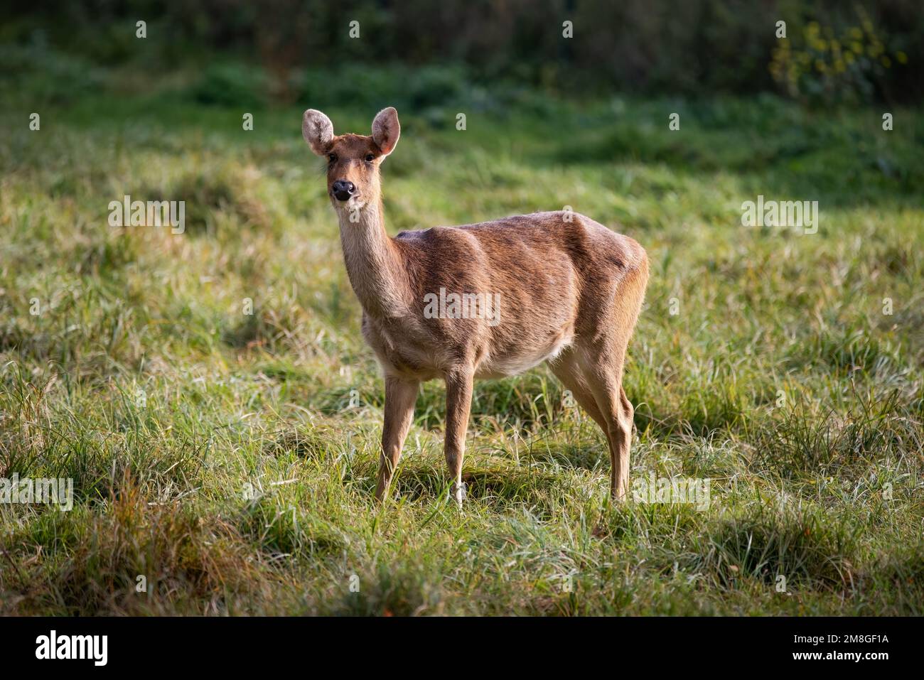Female barasingha hi-res stock photography and images - Alamy