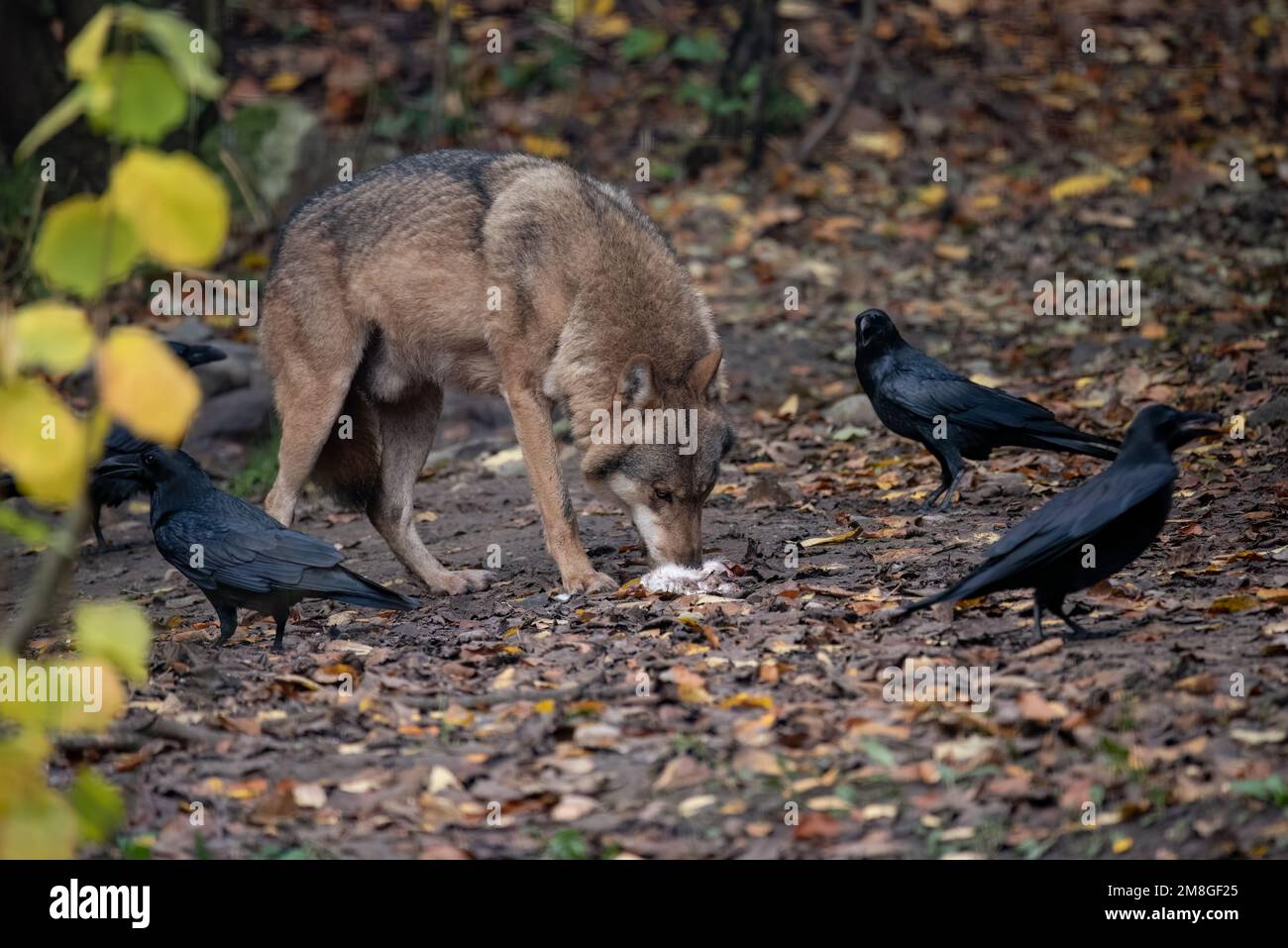 A Eurasian wolf eating the prey in the field with ravens Stock Photo ...