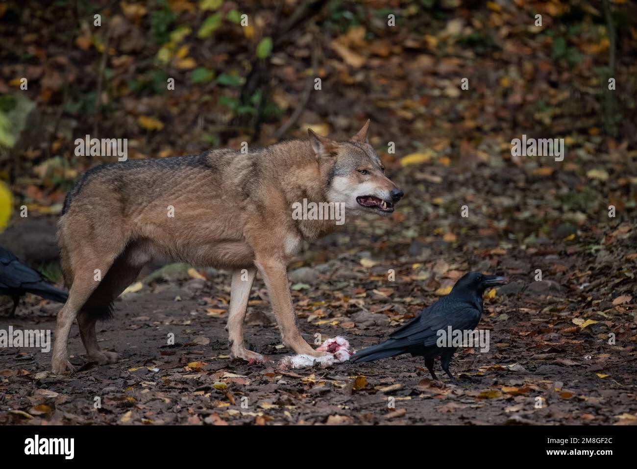 A Eurasian wolf eating the prey in the field with ravens Stock Photo ...
