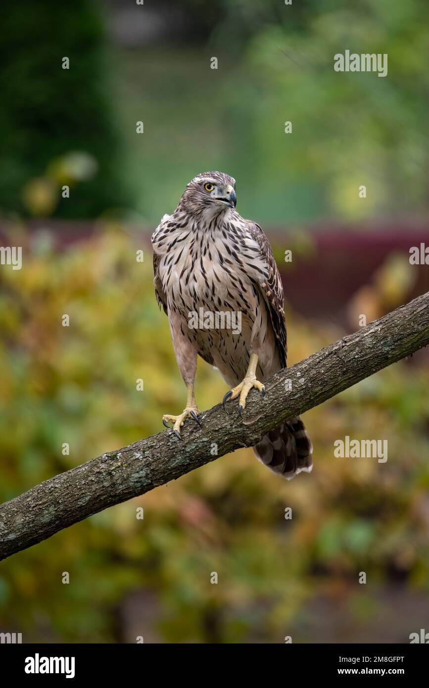 A vertical shot of a hawk perched on the tree branch Stock Photo - Alamy