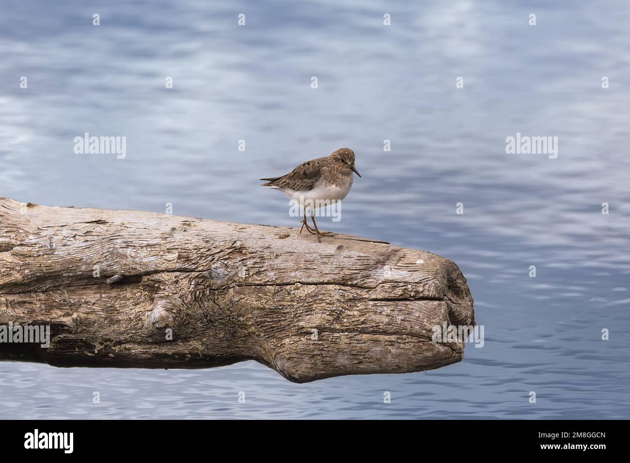 A small sandpiper sits on an old tree trunk against the background of ...