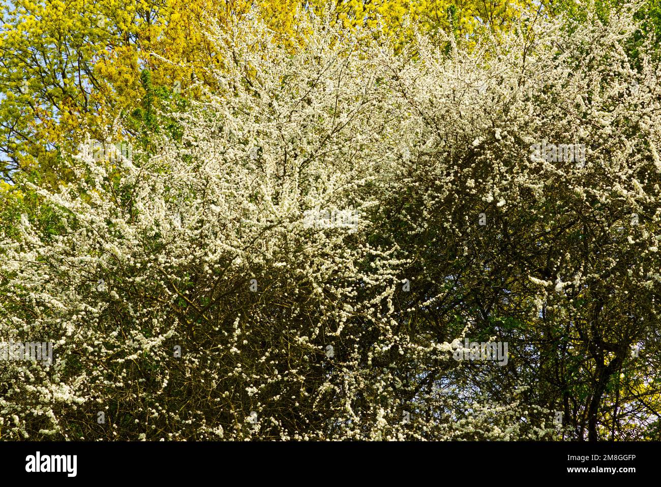 Suburban forest hi-res stock photography and images - Alamy