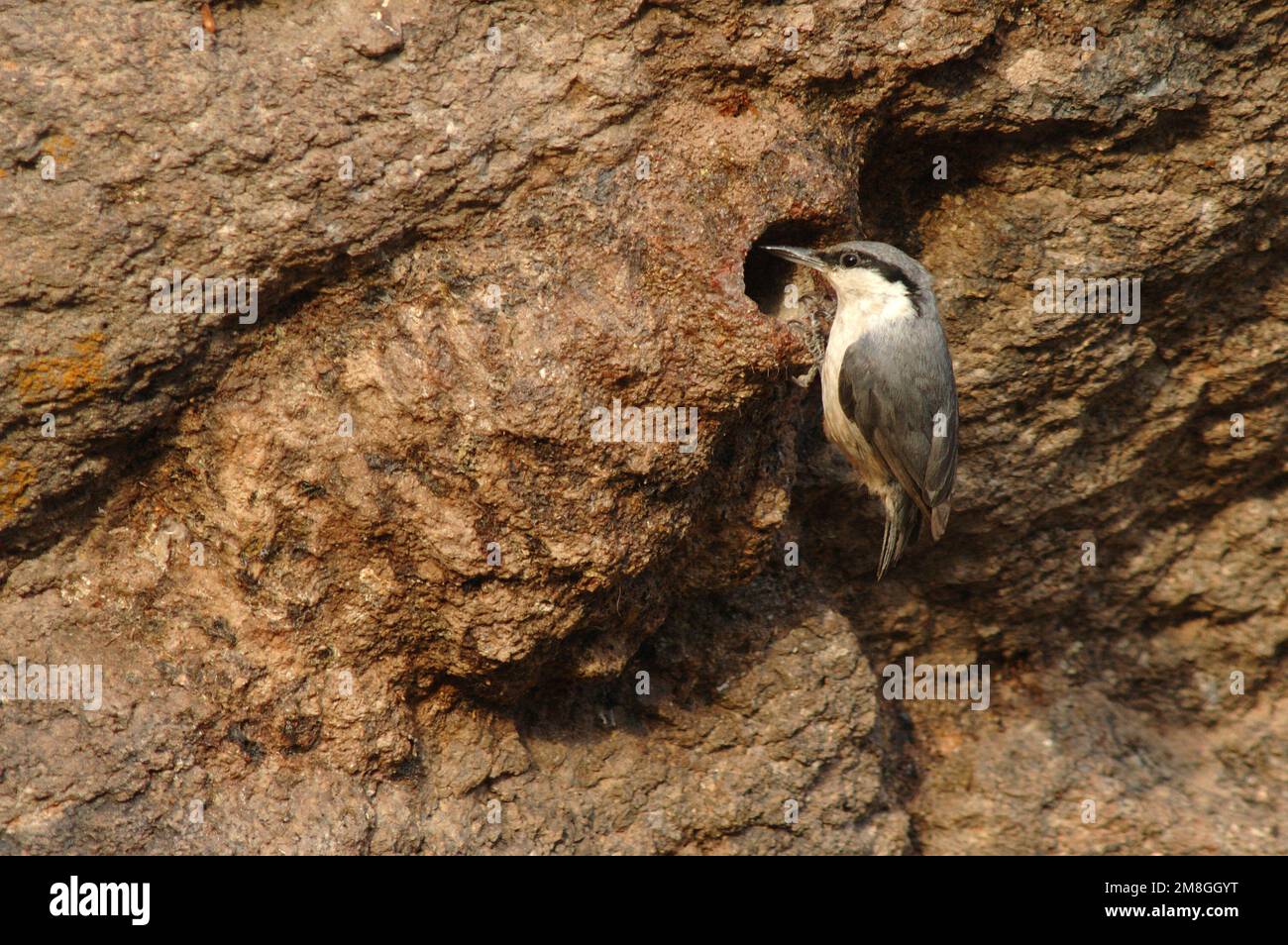 Western Rock Nuthatch adult at its nest, Rotsklever volwassen bij zijn ...
