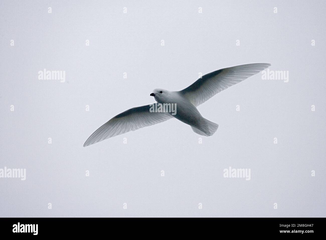 Lesser Snow Petrel flying; Sneeuwstormvogel vliegend Stock Photo - Alamy