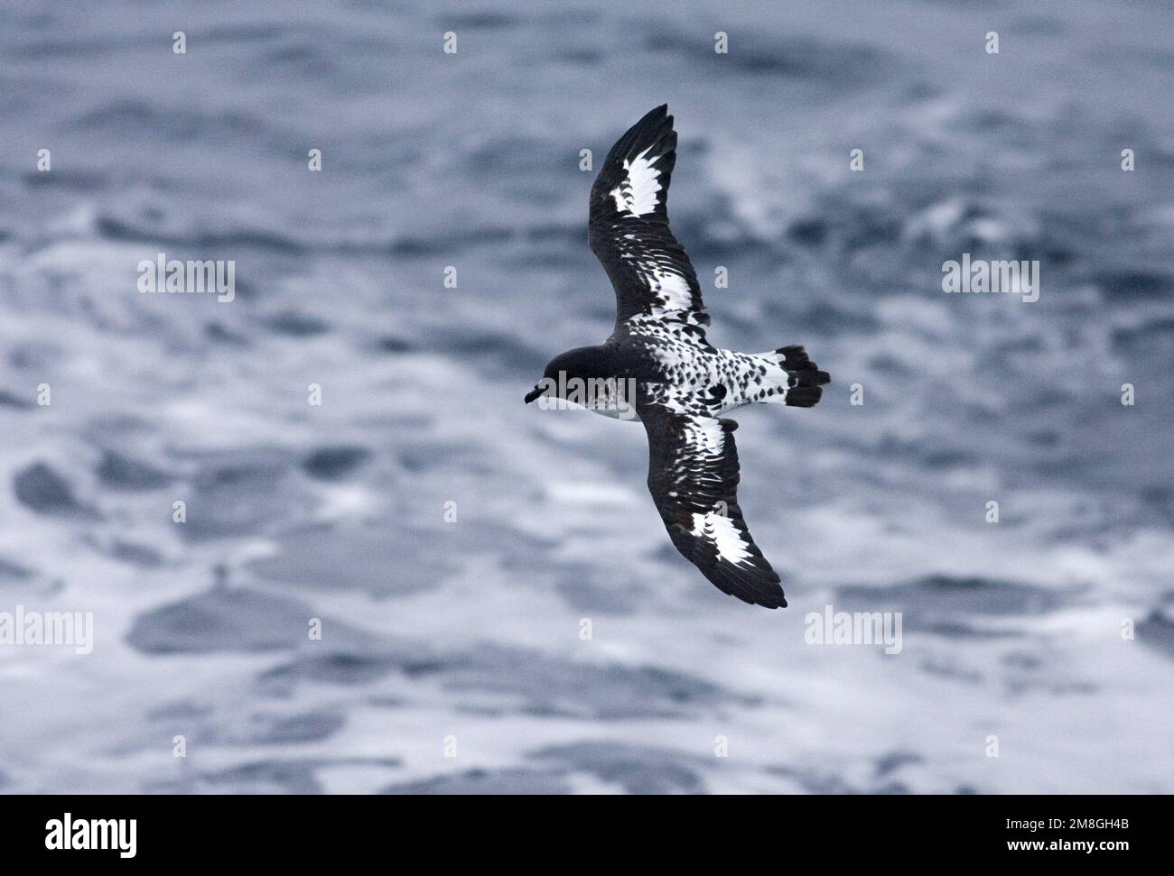 Cape Petrel flying above open ocean; Kaapse Stormvogel vliegend boven ...