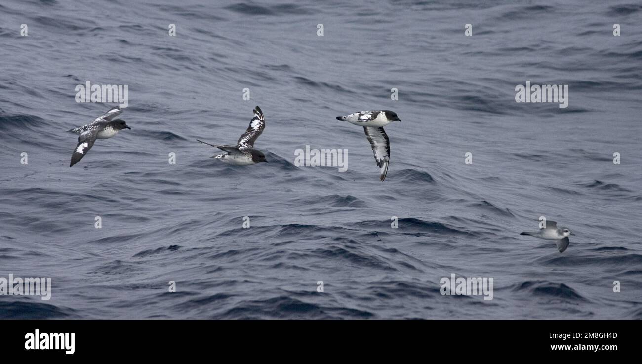 Cape Petrel group flying above open ocean; Kaapse Stormvogel groep ...