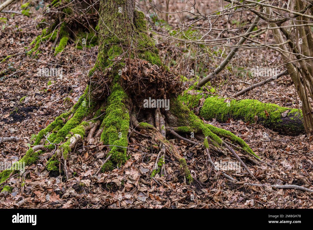 A mossy tree with many roots and leaves on the forest floor in winter ...