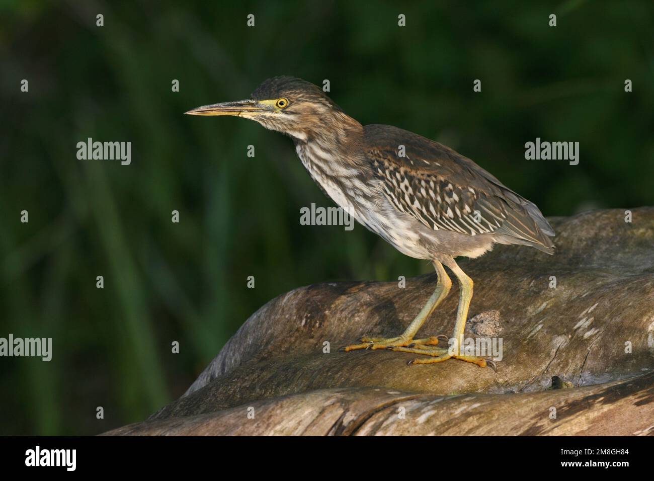 Green Heron immature; Groene Reiger onvolwassen Stock Photo - Alamy