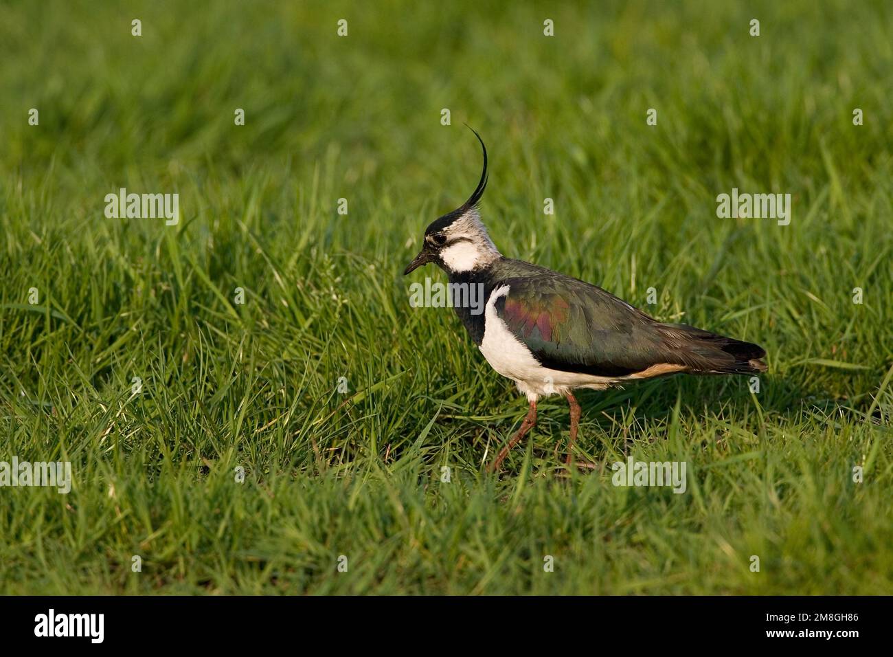 Northern Lapwing standing in meadow; Kievit staand in weiland Stock ...