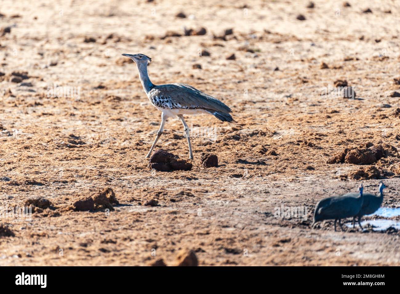 The Kori Bustard -Ardeotis kori- is considered to be the largest flying ...