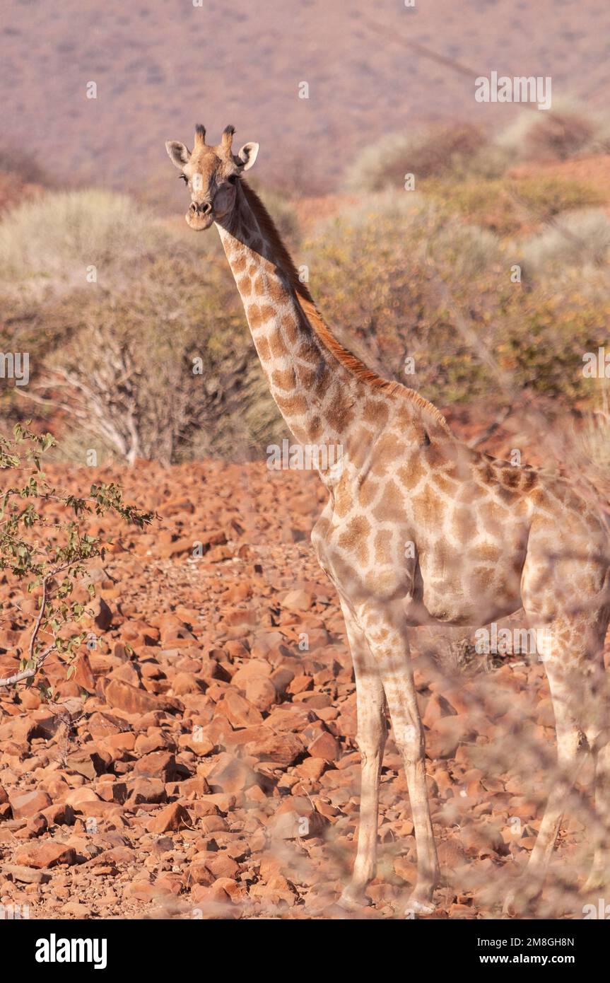 Closeup of Angolan Giraffe - Giraffa giraffa angolensis- head sticking ...