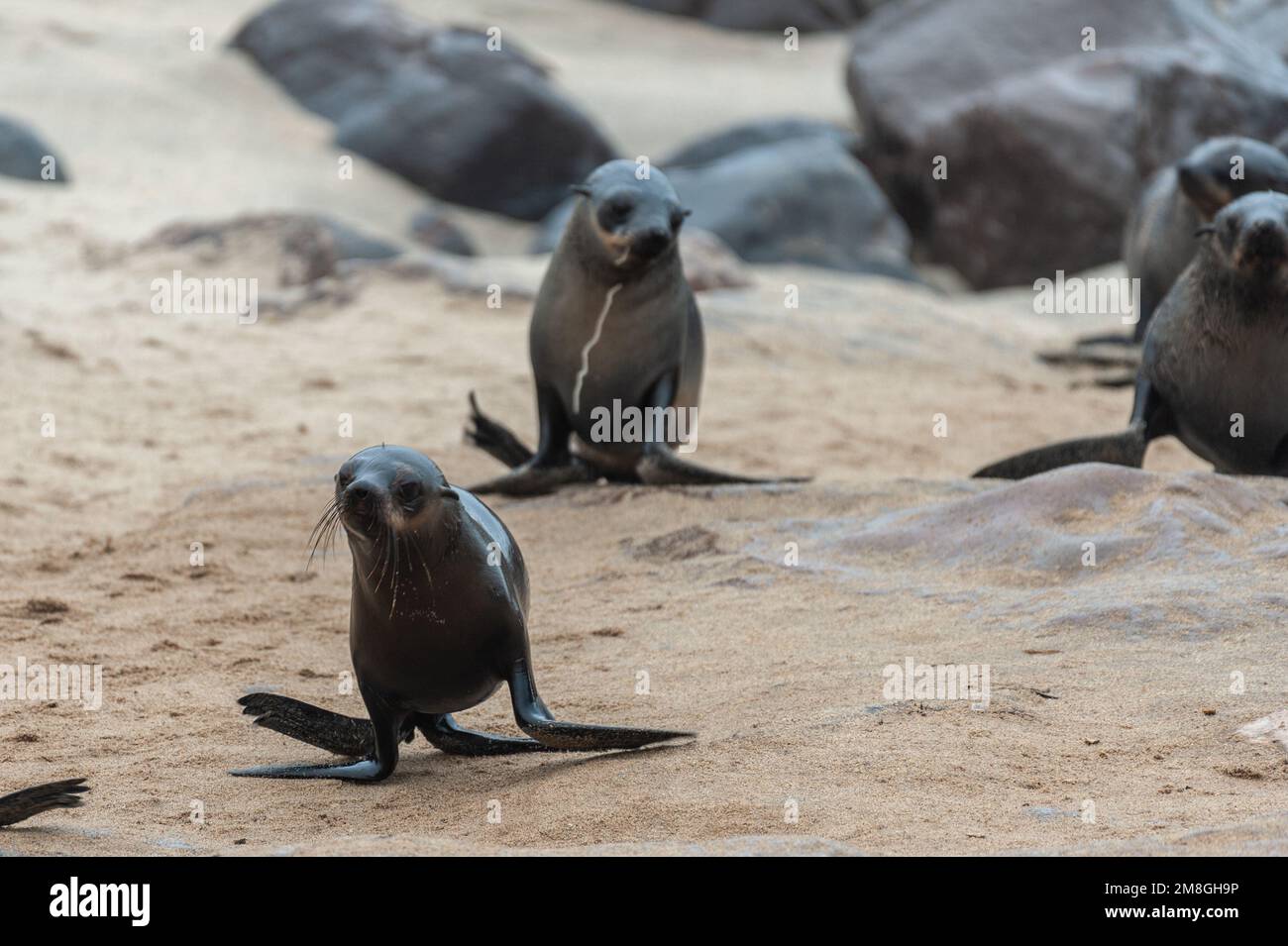 A group of small, young seals on the beach at Skeleton Coast, Namibia ...