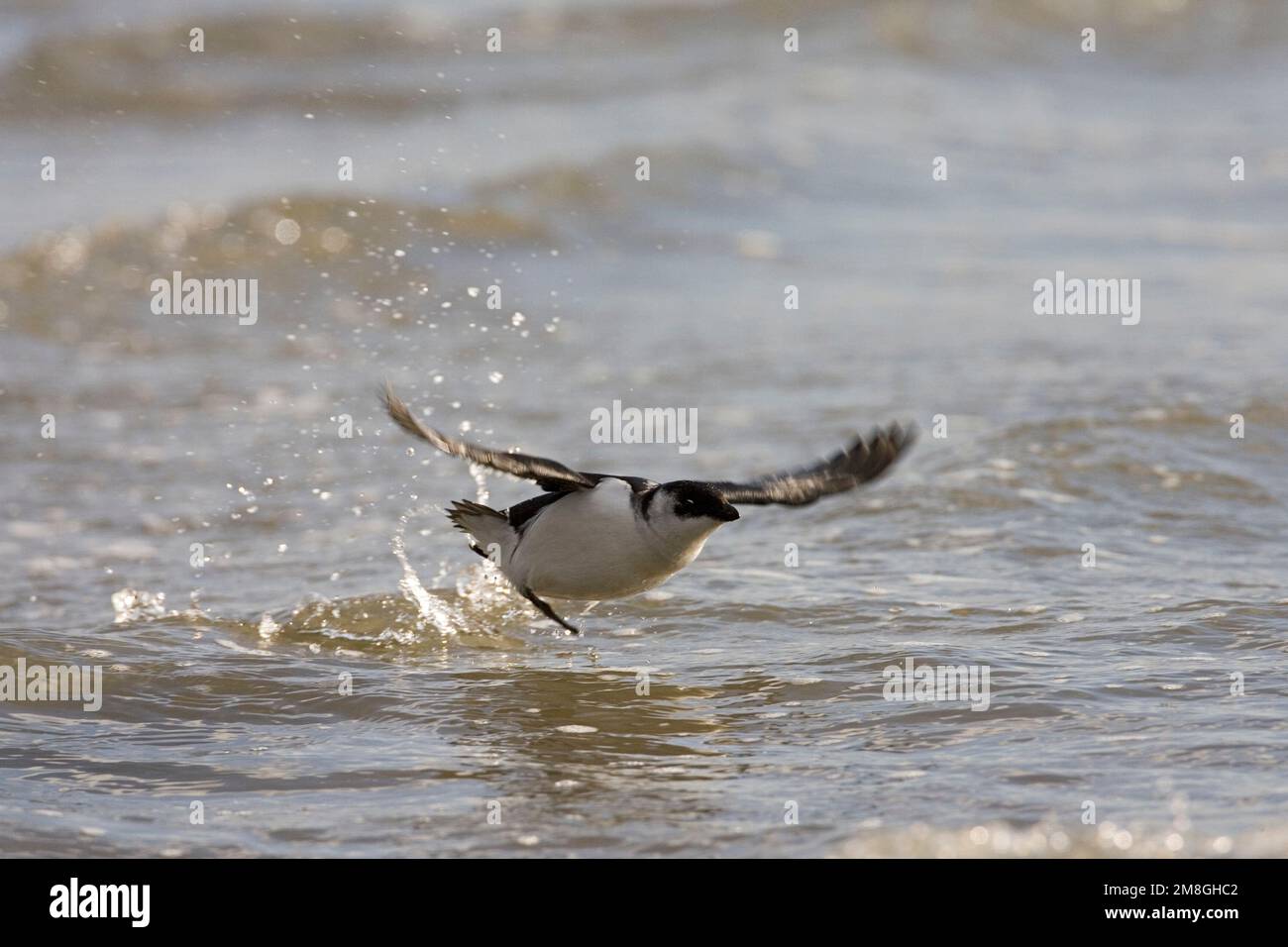 Little Auk flying from surface water; Kleine Alk opvliegend van het ...
