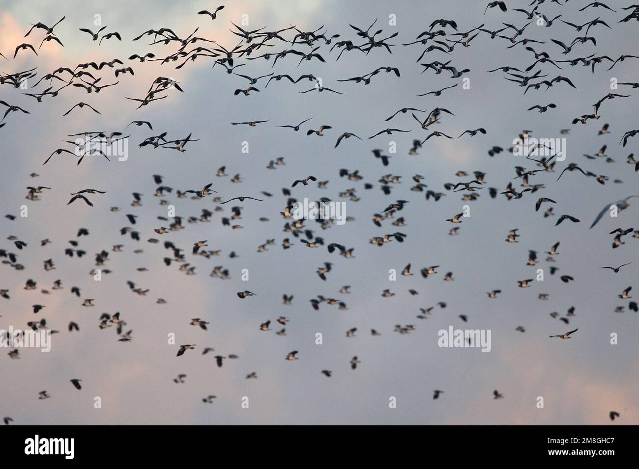 Northern Lapwing flock flying; Kievit groep vliegend Stock Photo - Alamy