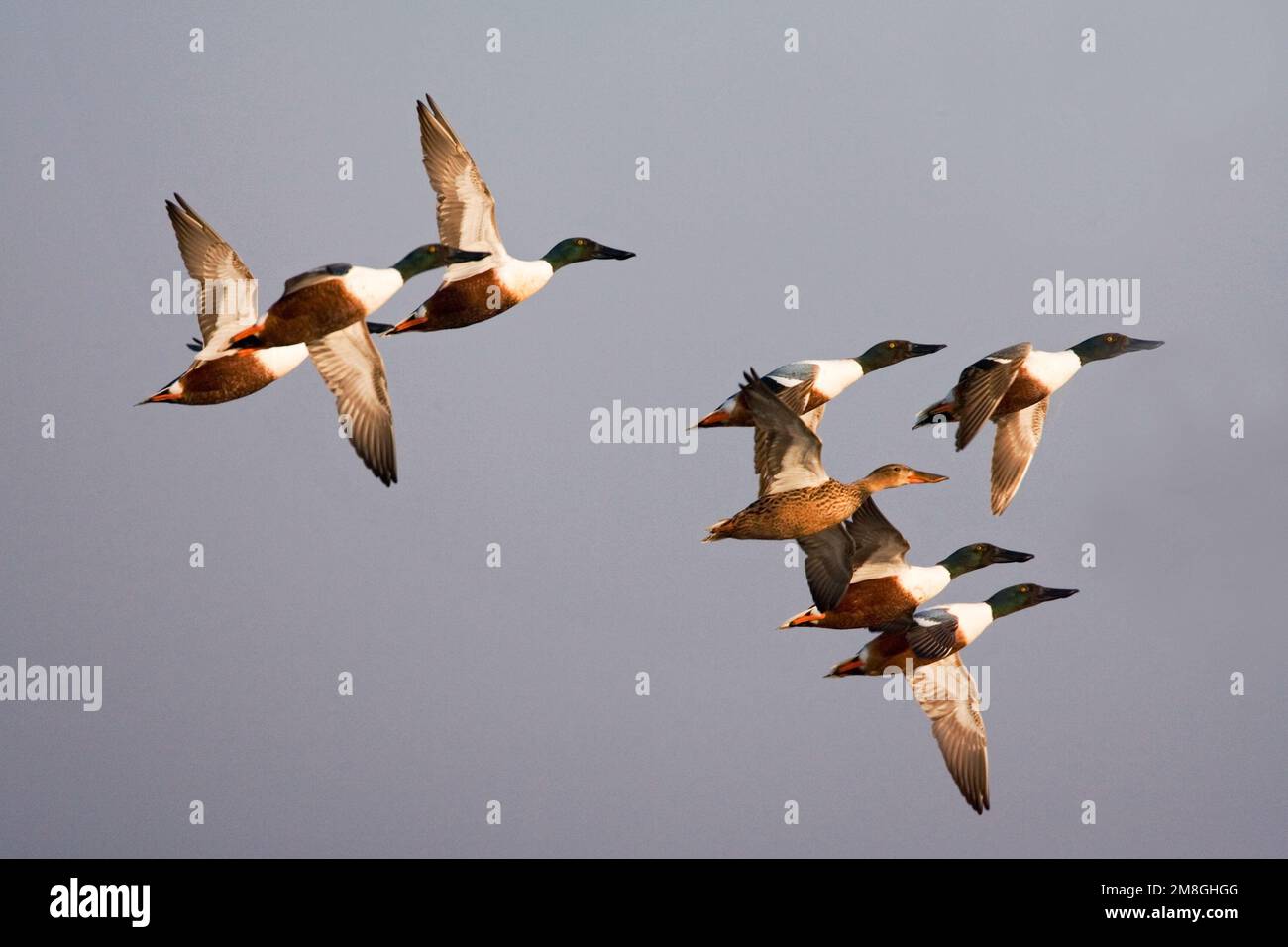 Groep vliegend hi-res stock photography and images - Alamy