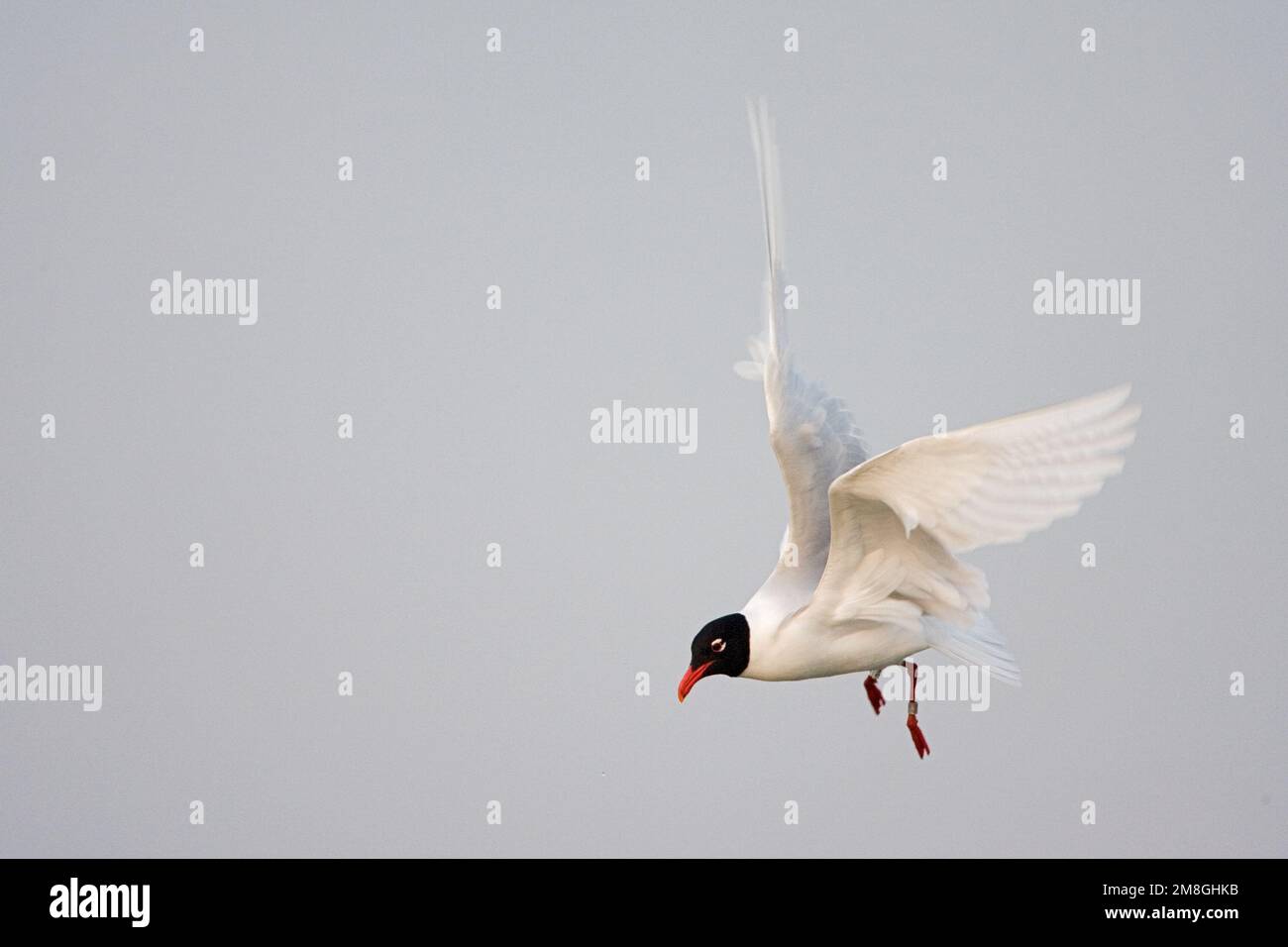 Mediterranean Gull adult flying; Zwartkopmeeuw volwassen vliegend Stock ...