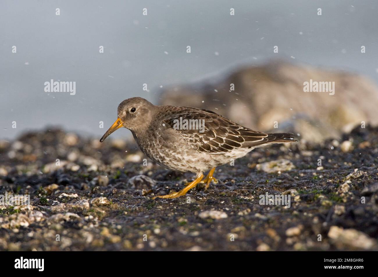 Purple Sandpiper standing; Paarse Strandloper staand Stock Photo - Alamy