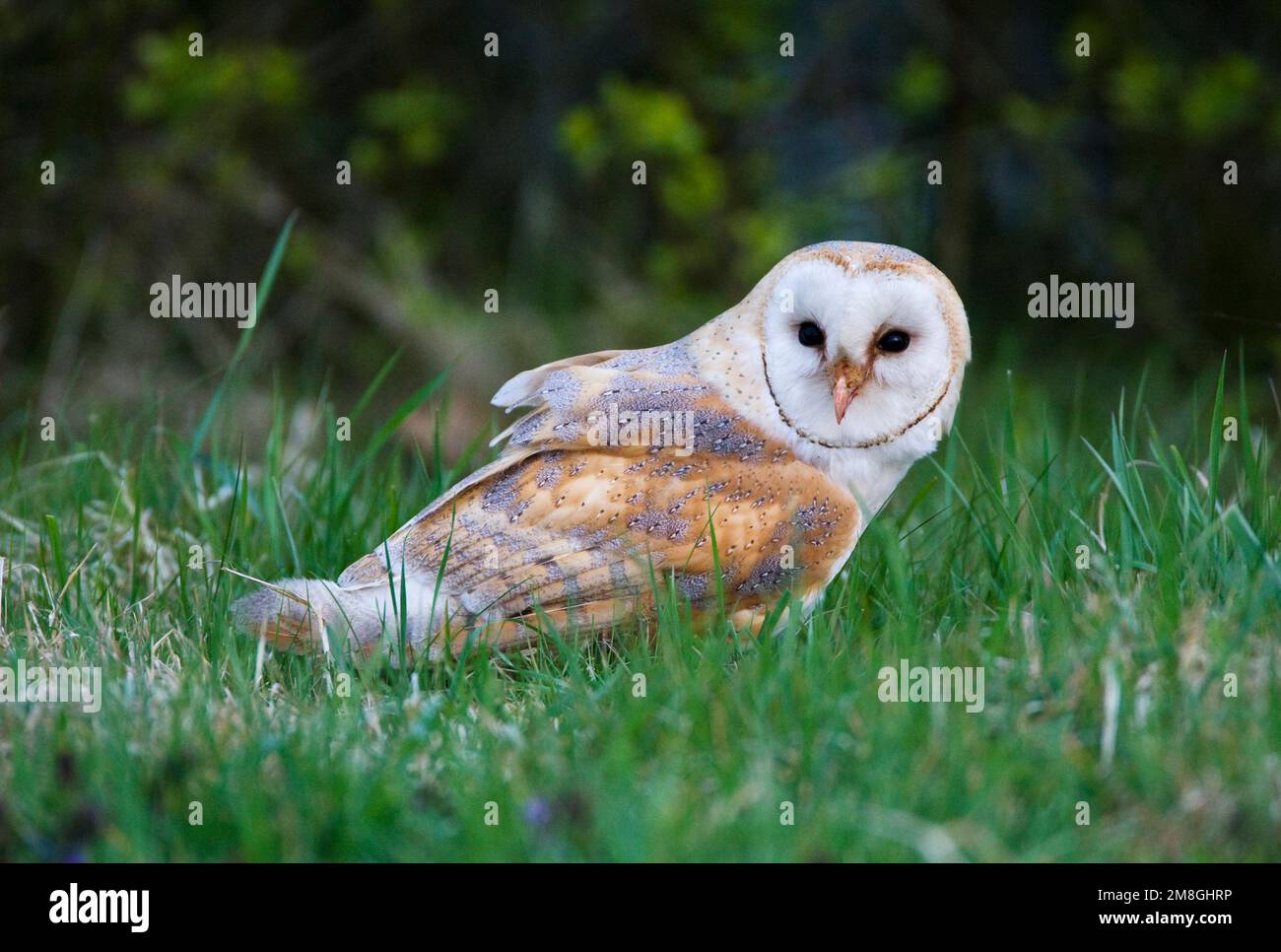 Kerkuil met prooi; Barn Owl with prey Stock Photo - Alamy