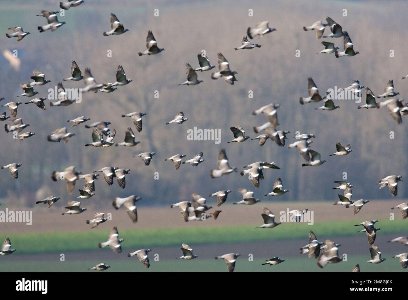 Grote groep Houtduiven; Large flock of Common Wood Pigeons Stock Photo ...