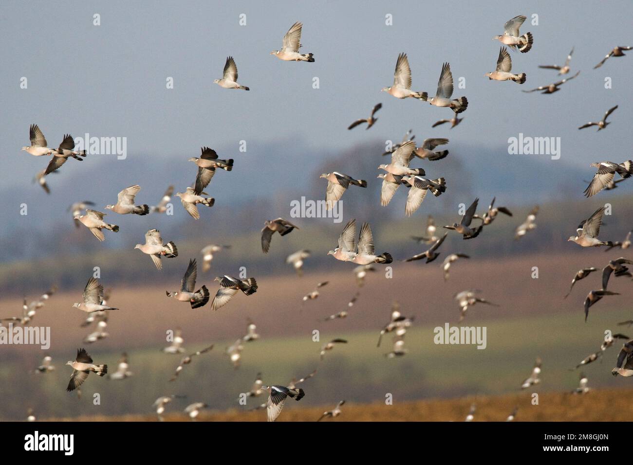 Grote groep Houtduiven; Large flock of Common Wood Pigeons Stock Photo ...