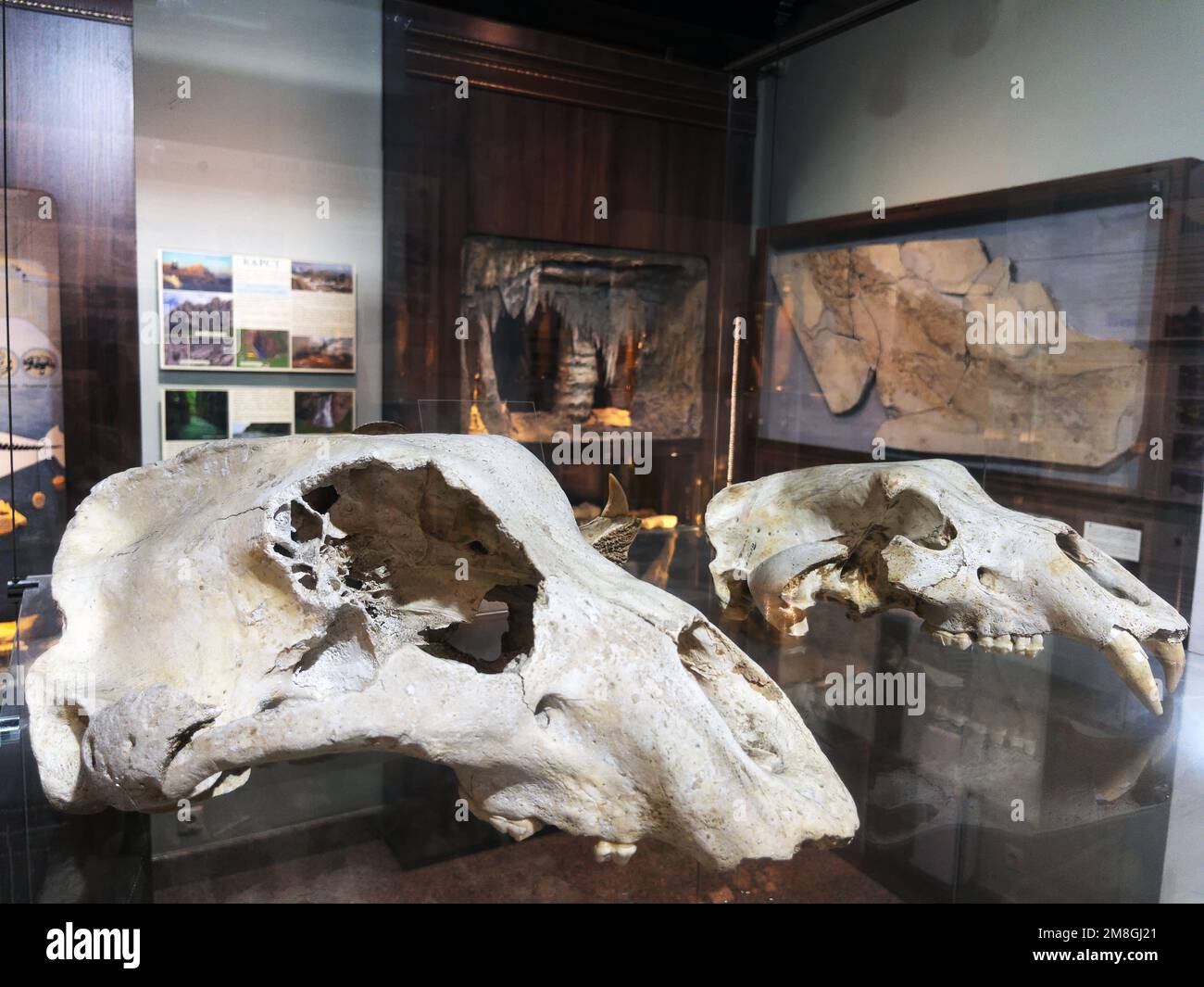 The skull of an ancient predatory animal in the museum on a glass shelf ...
