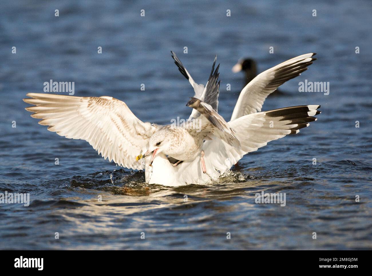 Vechtende Stormmeeuwen; Fighting Mew Gulls Stock Photo - Alamy